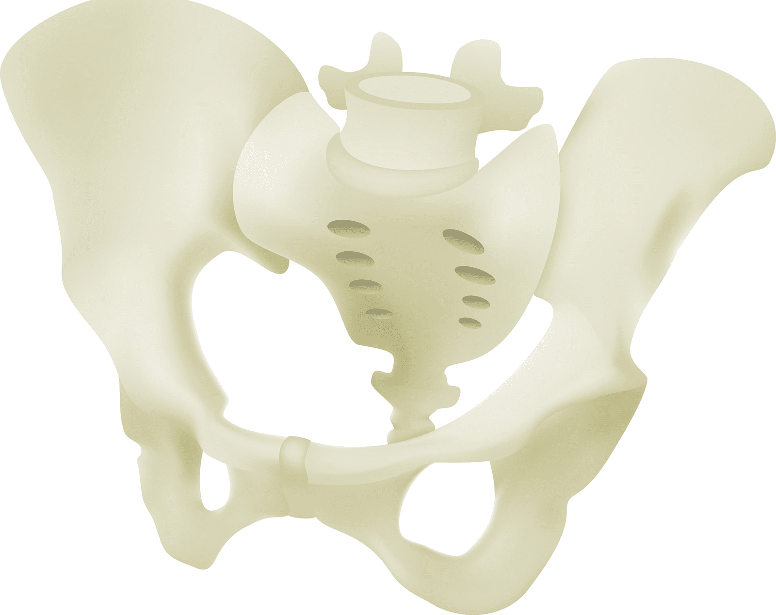 pelvis - Your Sacred Pelvis