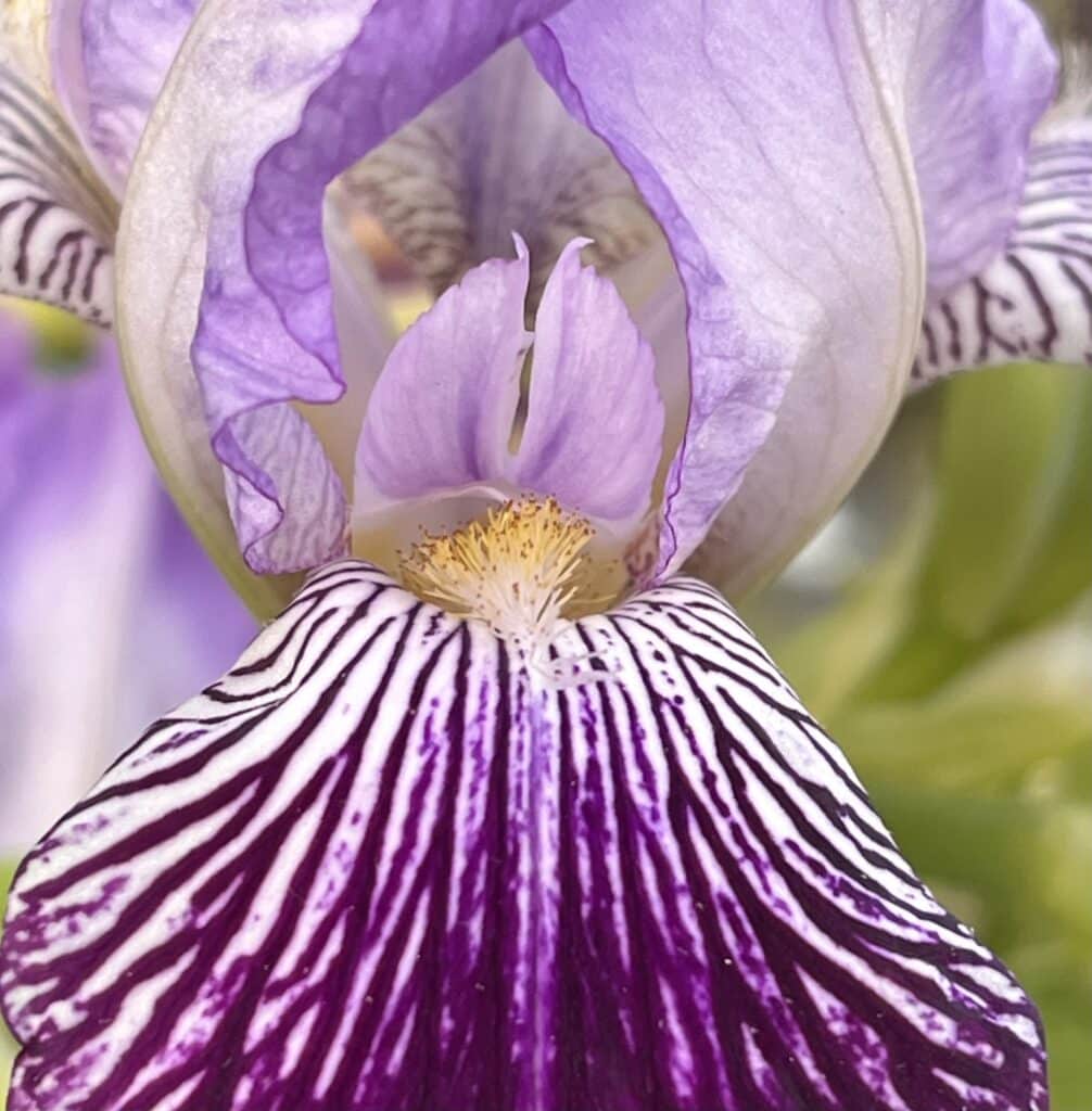 Choosing Pleasure Your Sacred Pelvis